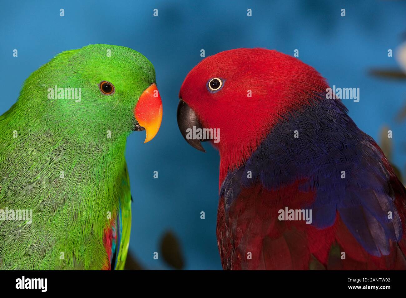 ECLECTUS PARROT eclectus roratus, PORTRAIT OF MALE AND FEMALE Stock ...