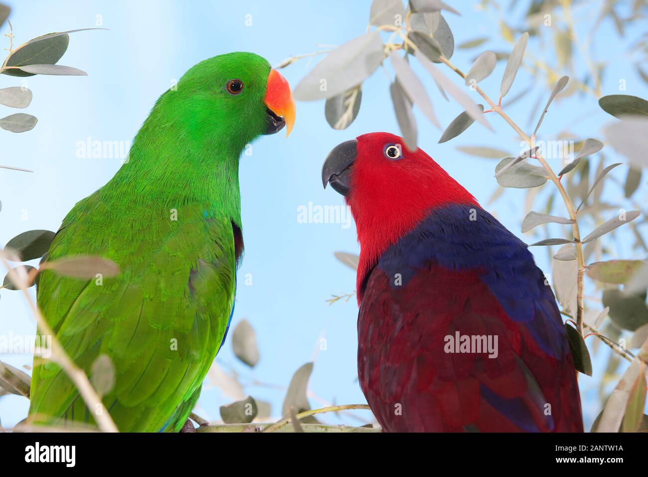 ECLECTUS PARROT eclectus roratus, MALE AND FEMALE Stock Photo - Alamy