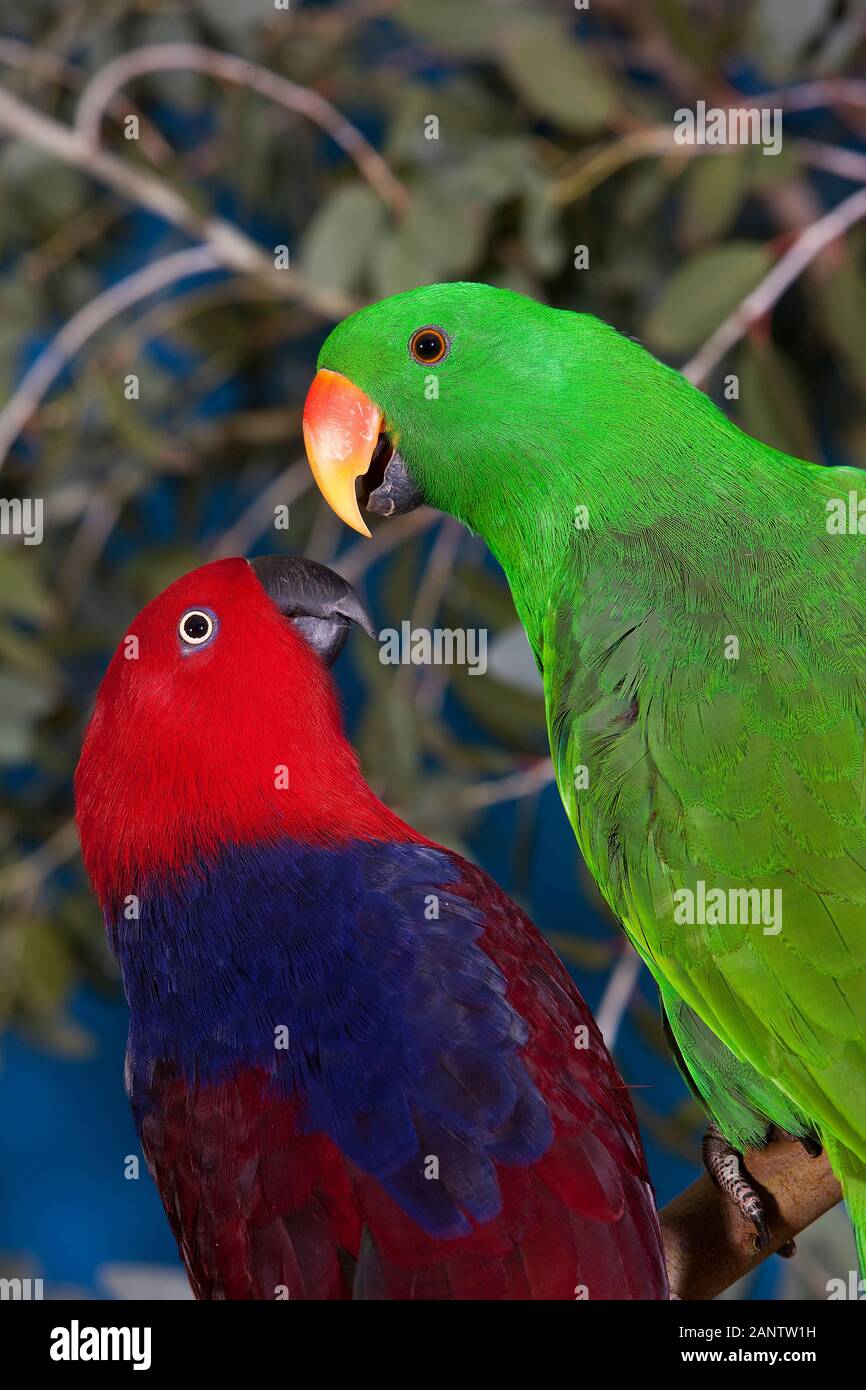 ECLECTUS PARROT eclectus roratus, MALE AND FEMALE Stock Photo - Alamy