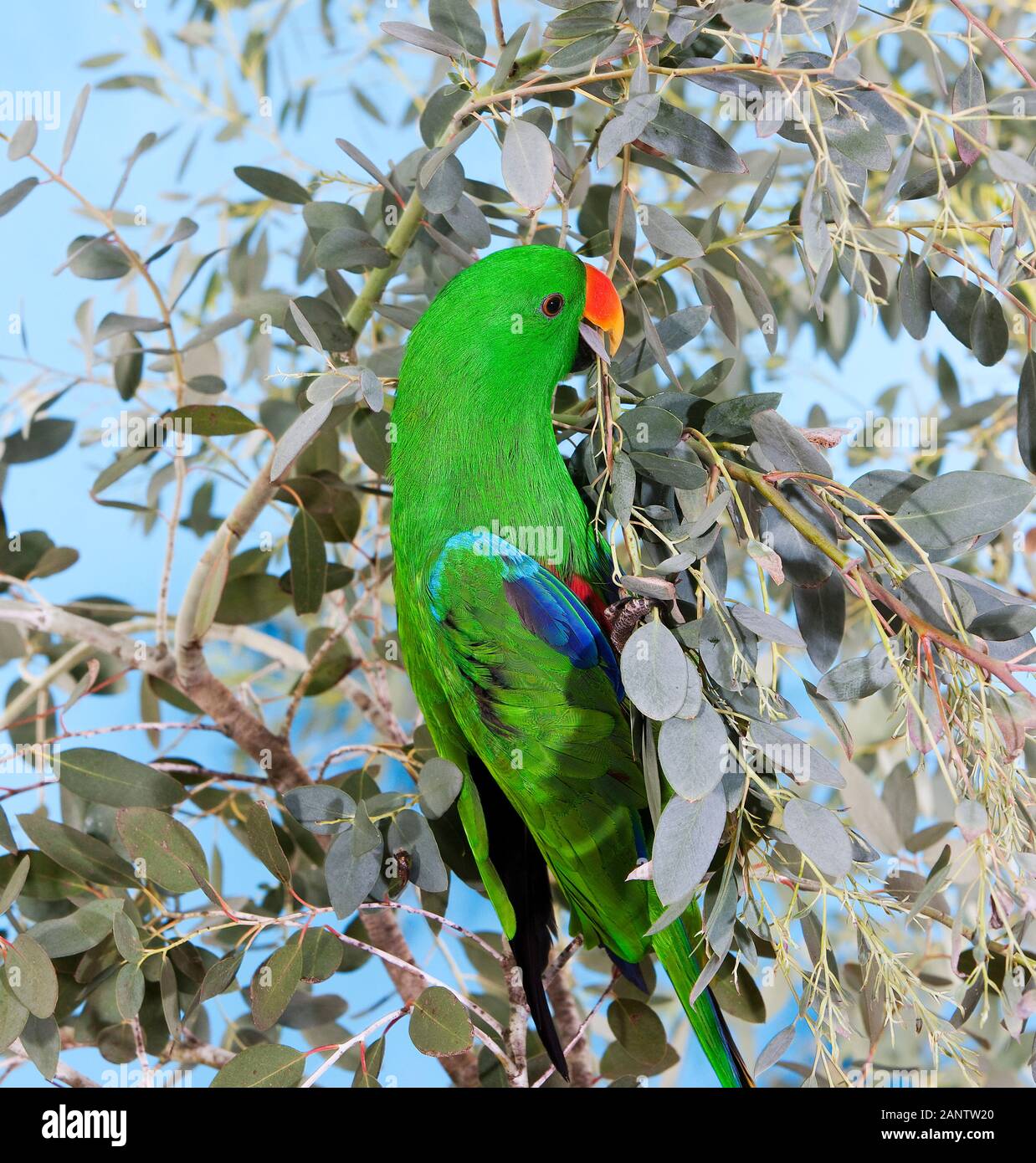 ECLECTUS PARROT eclectus roratus, MALE Stock Photo - Alamy