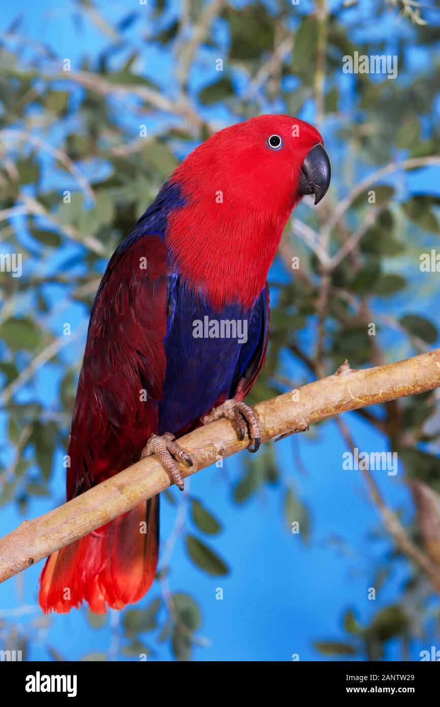 ECLECTUS PARROT eclectus roratus, FEMALE STANDING ON BRANCH Stock Photo ...