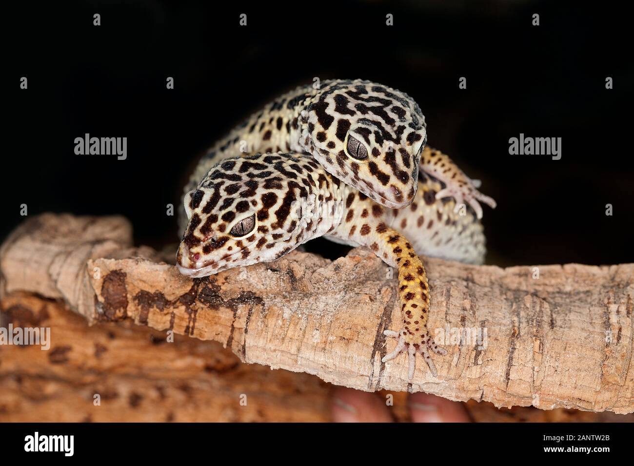 Eublepharidae hi-res stock photography and images - Alamy