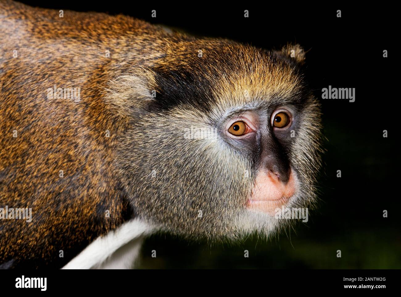 CAMPBELL'S MONKEY cercopithecus campbelli, PORTRAIT OF ADULT Stock ...