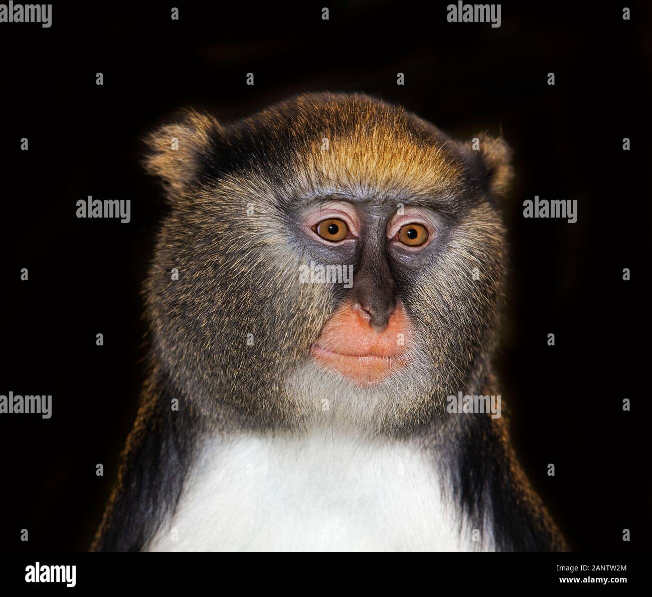 CAMPBELL'S MONKEY cercopithecus campbelli, PORTRAIT OF ADULT Stock ...