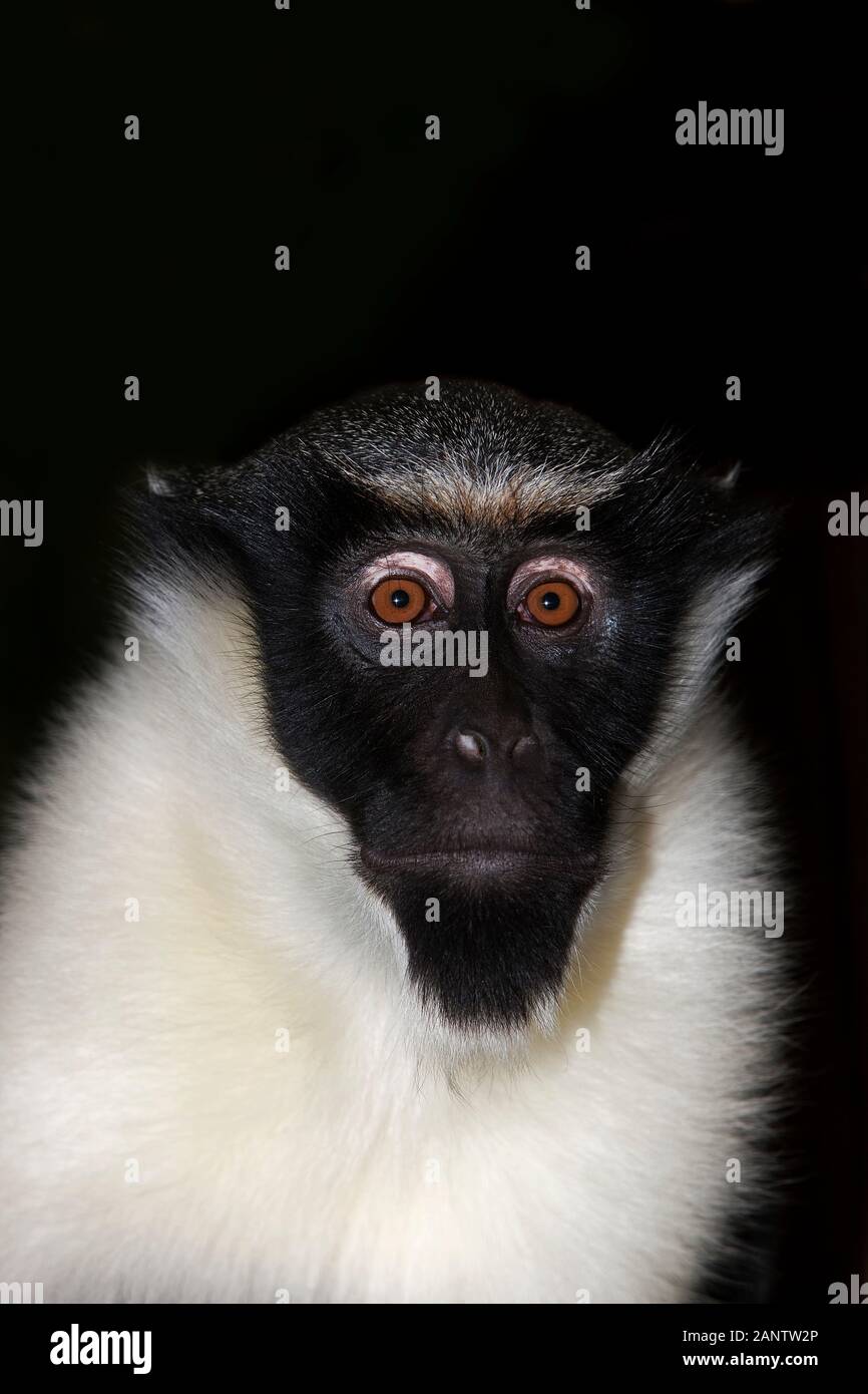 DIANA MONKEY cercopithecus diana, PORTRAIT OF FEMALE Stock Photo - Alamy