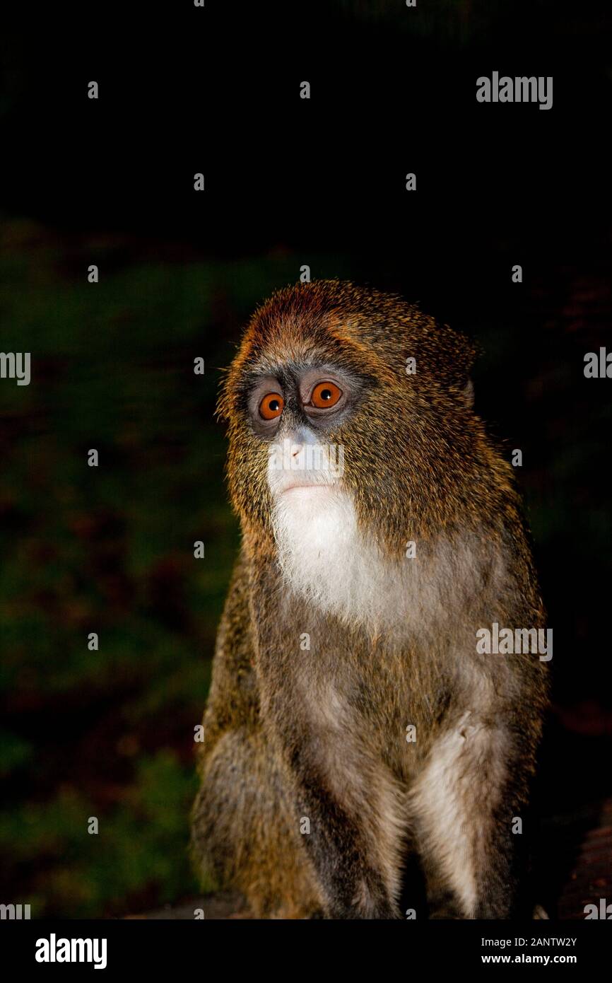 DE BRAZZA'S MONKEY cercopithecus neglectus, FEMALE Stock Photo - Alamy