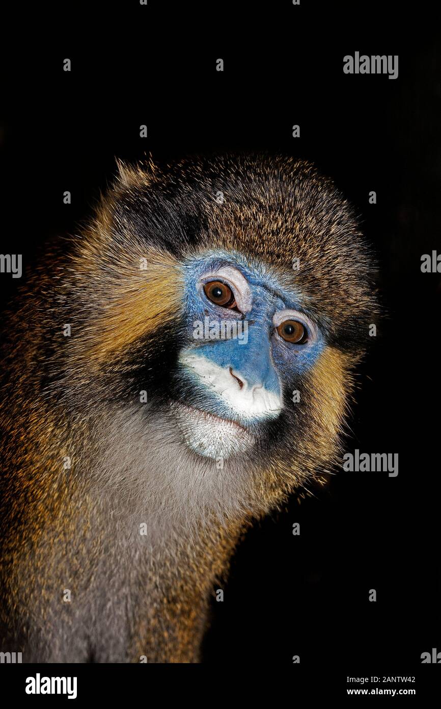 MOUSTACHED MONKEY OR MUSTACHED MONKEY cercopithecus cephus, PORTRAIT OF ...