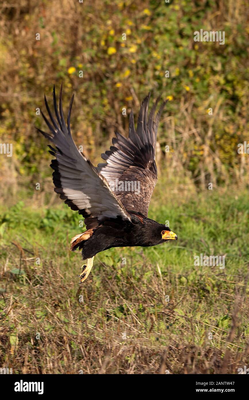 Bateleur eagle flying hi-res stock photography and images - Alamy