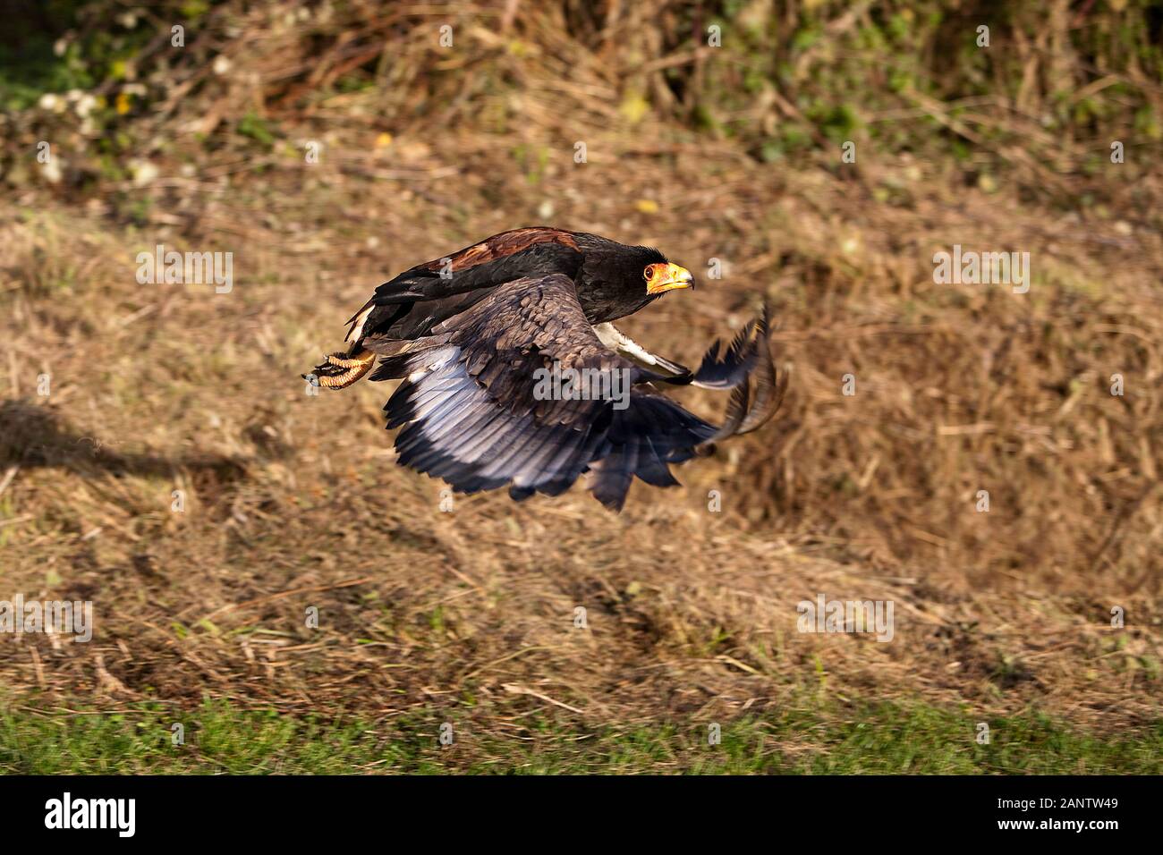 Bateleur eagle flying hi-res stock photography and images - Alamy
