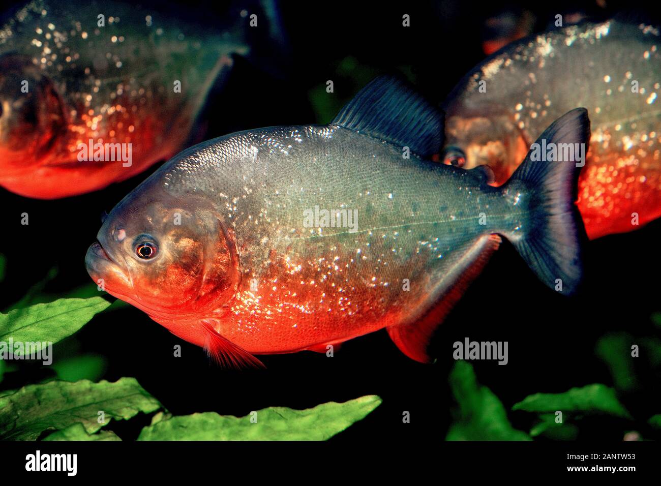 RED BELLIED PIRANHA pygocentrus nattereri, ADULTS Stock Photo - Alamy