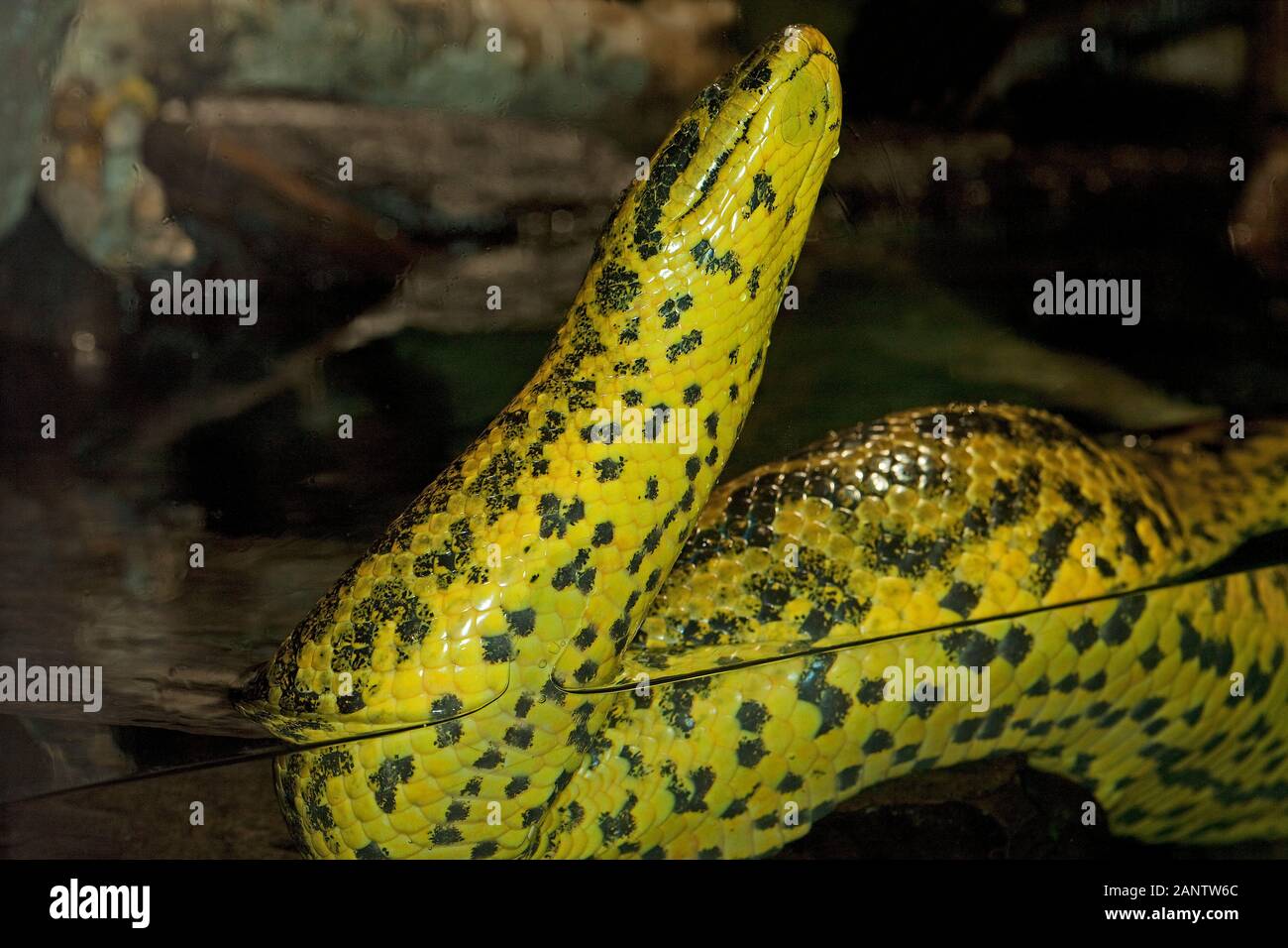 Yellow anaconda hi-res stock photography and images - Alamy