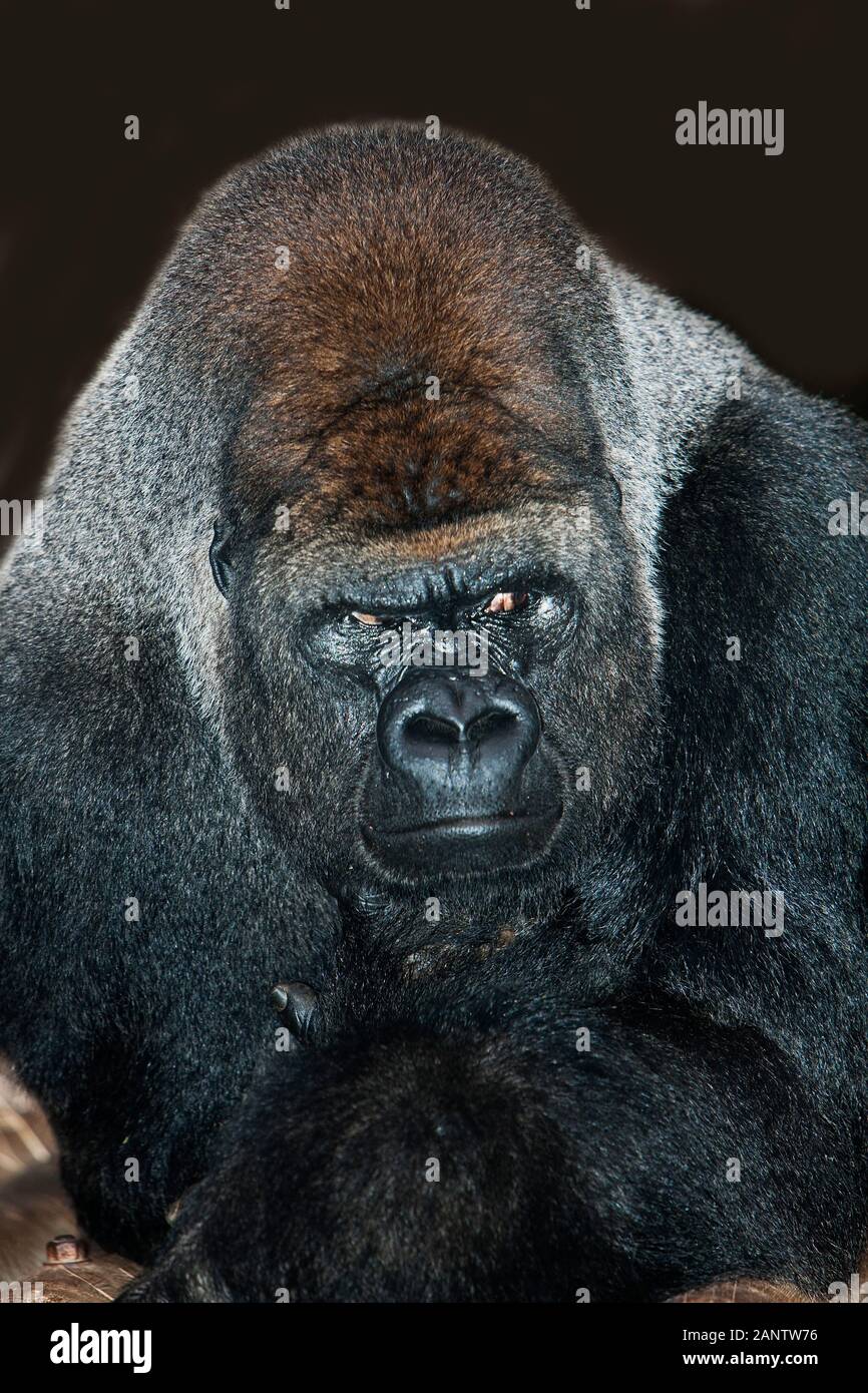 EASTERN LOWLAND GORILLA gorilla gorilla graueri, PORTRAIT OF MALE Stock ...
