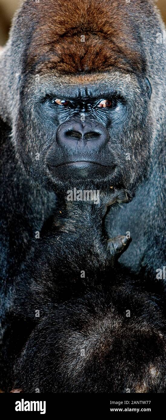 Eastern lowland gorilla hi-res stock photography and images - Alamy