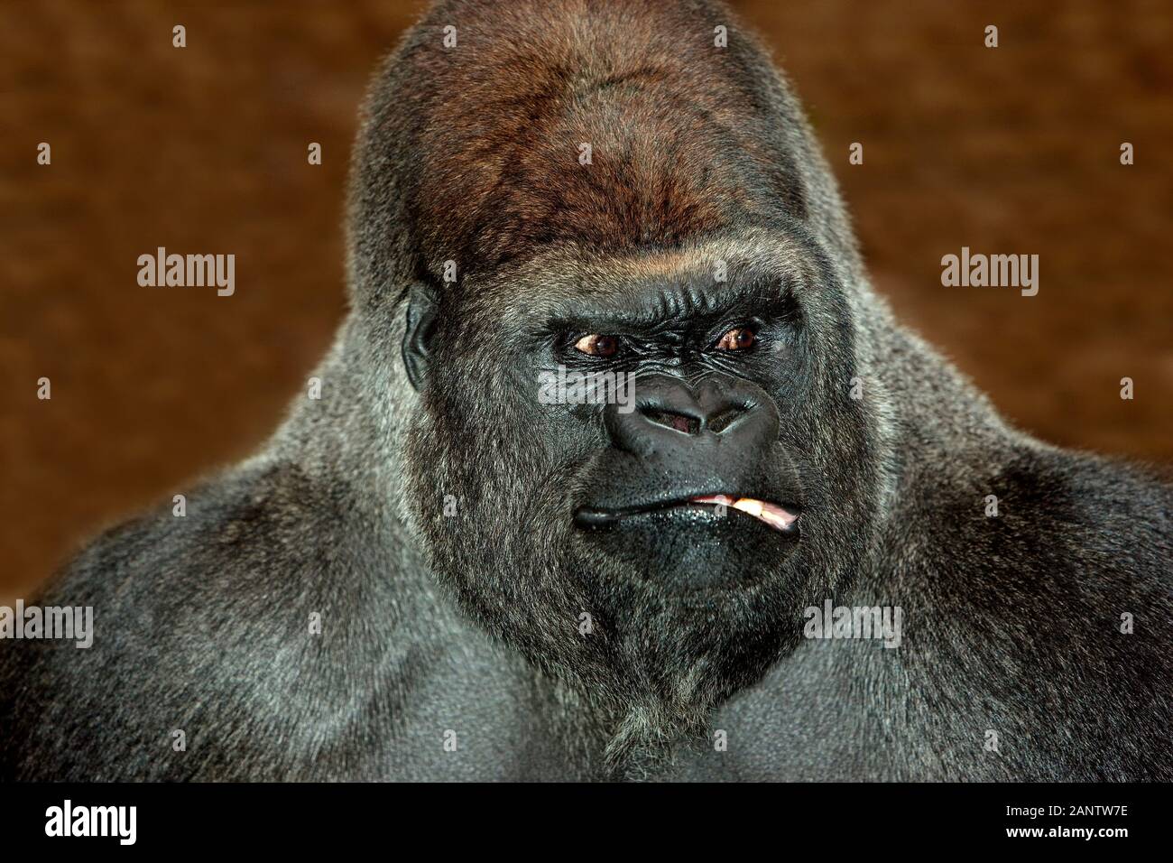 EASTERN LOWLAND GORILLA gorilla gorilla graueri, PORTRAIT OF MALE Stock ...