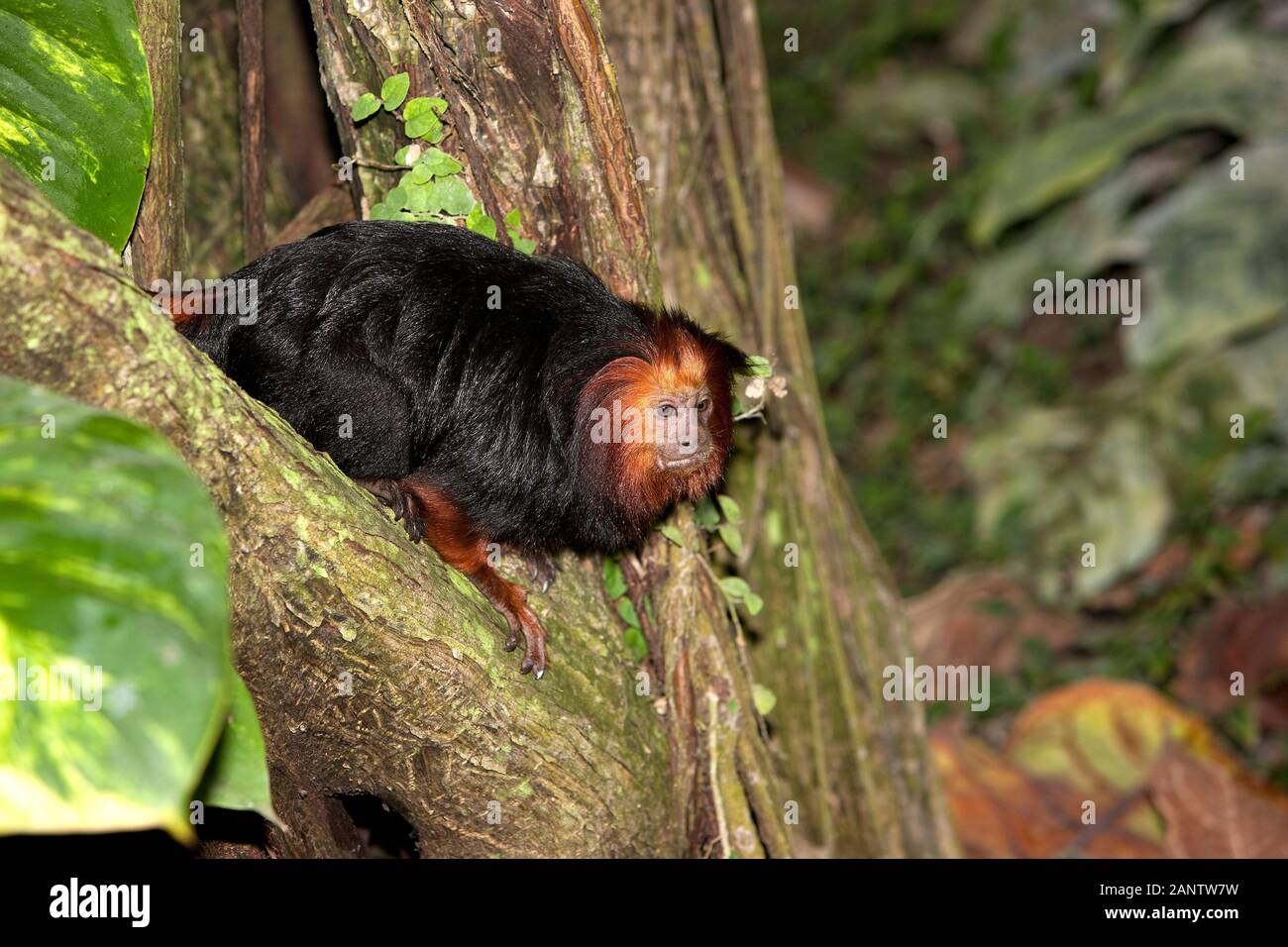 GOLDEN HEADED LION TAMARIN leontopithecus chrysomelas, ADULT STANDING ...