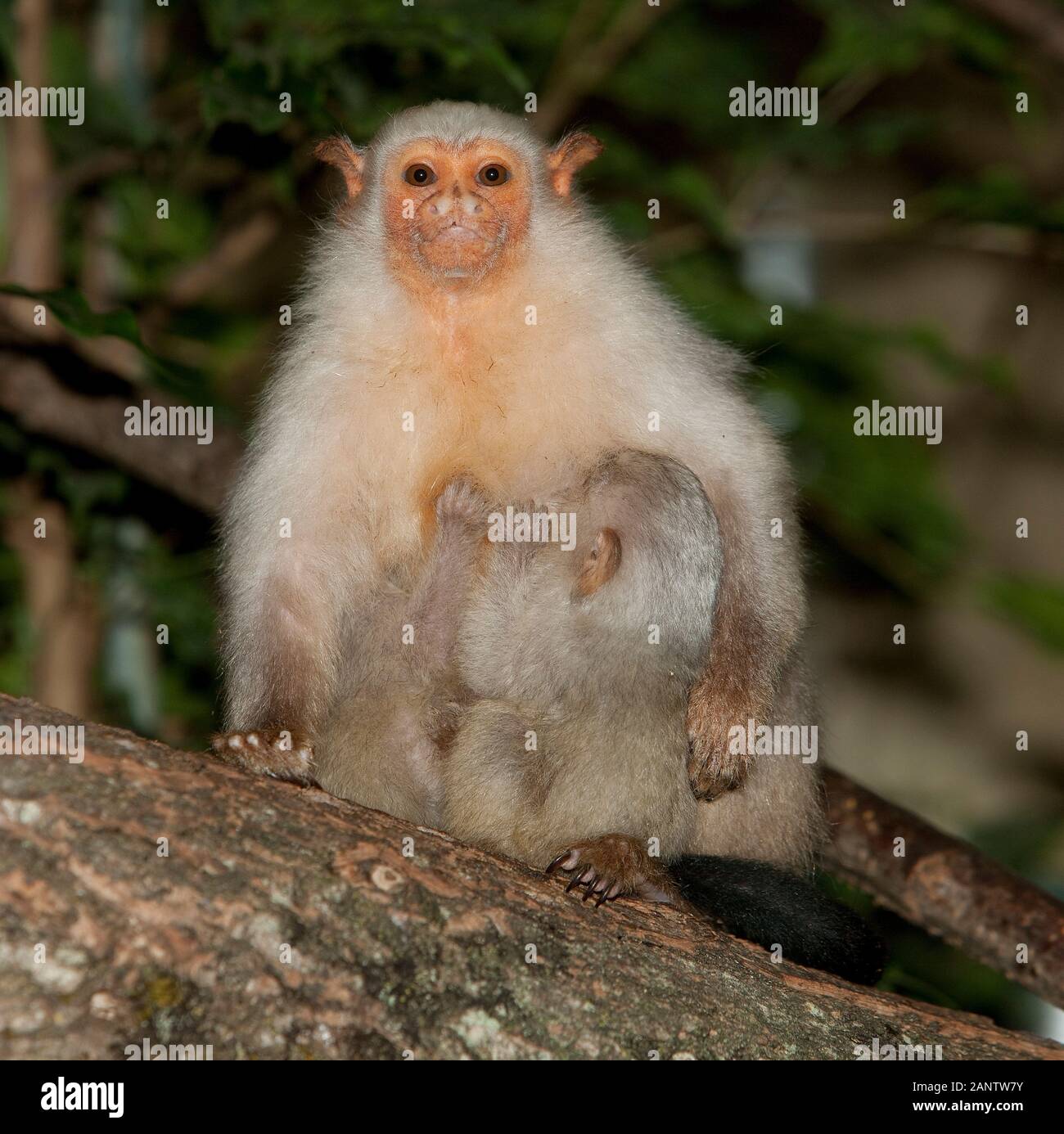 SILVERY MARMOSET mico argentatus, FEMALE WITH BABY Stock Photo - Alamy