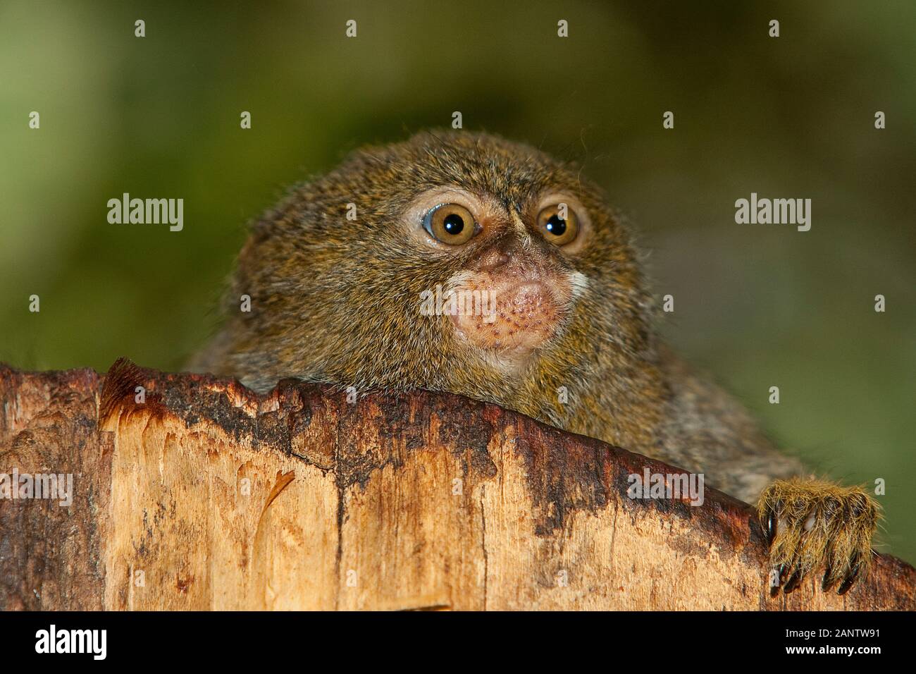 Callithrix pygmaea hi-res stock photography and images - Alamy