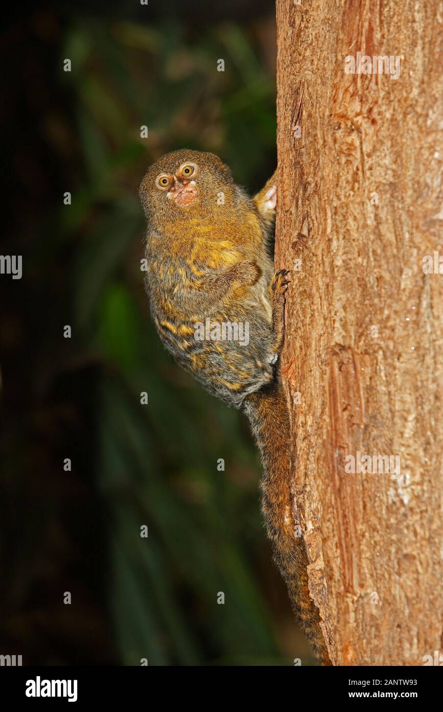 PYGMY MARMOSET callithrix pygmaea, ADULT HANGING FROM BRANCH Stock ...