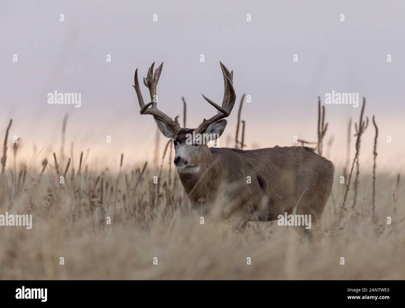 Mule deer Buck in the Fall Rut Stock Photo - Alamy