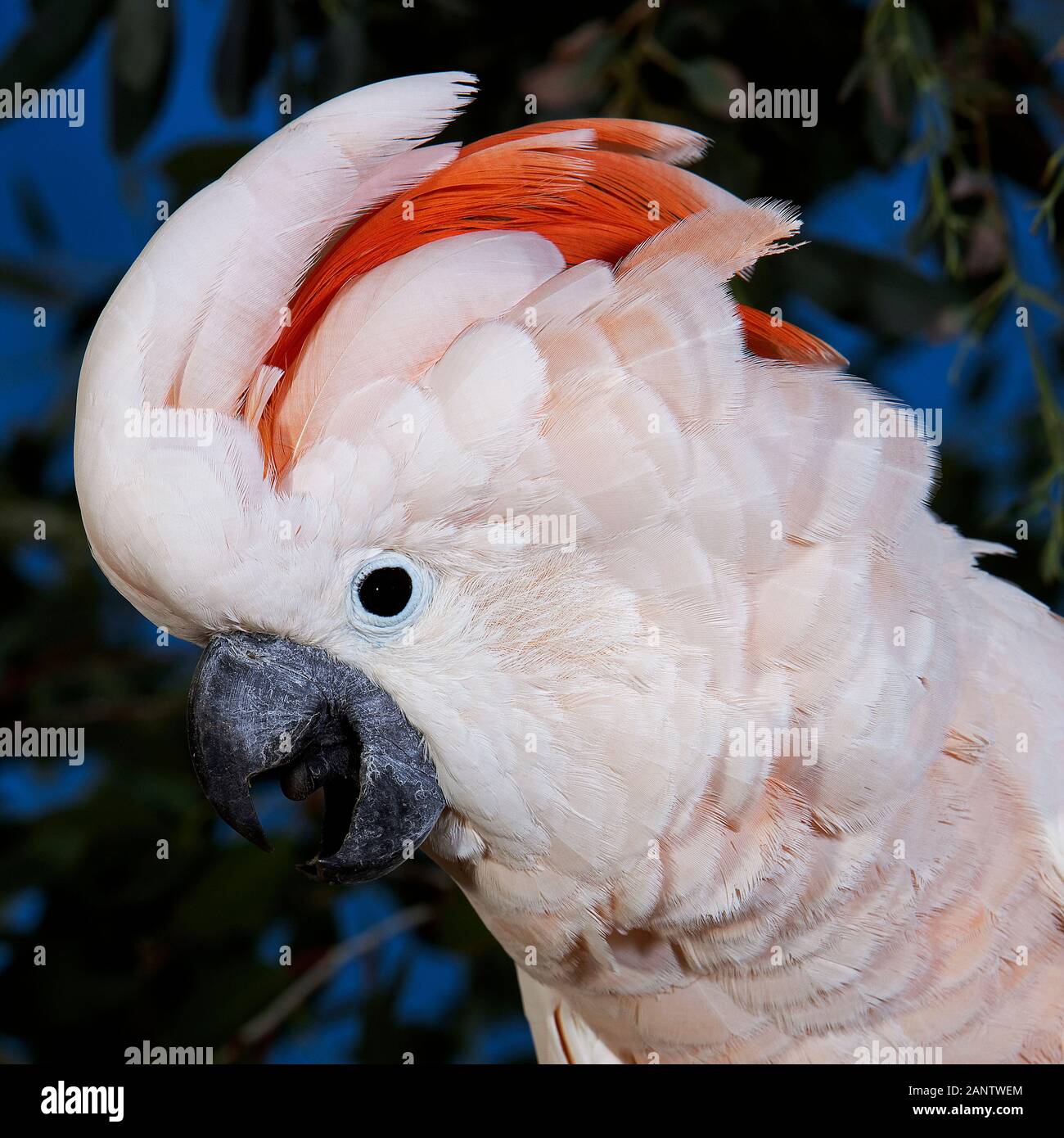 Salmon-Crested Cockatoo or Moluccan Cockatoo, cacatua moluccensis ...
