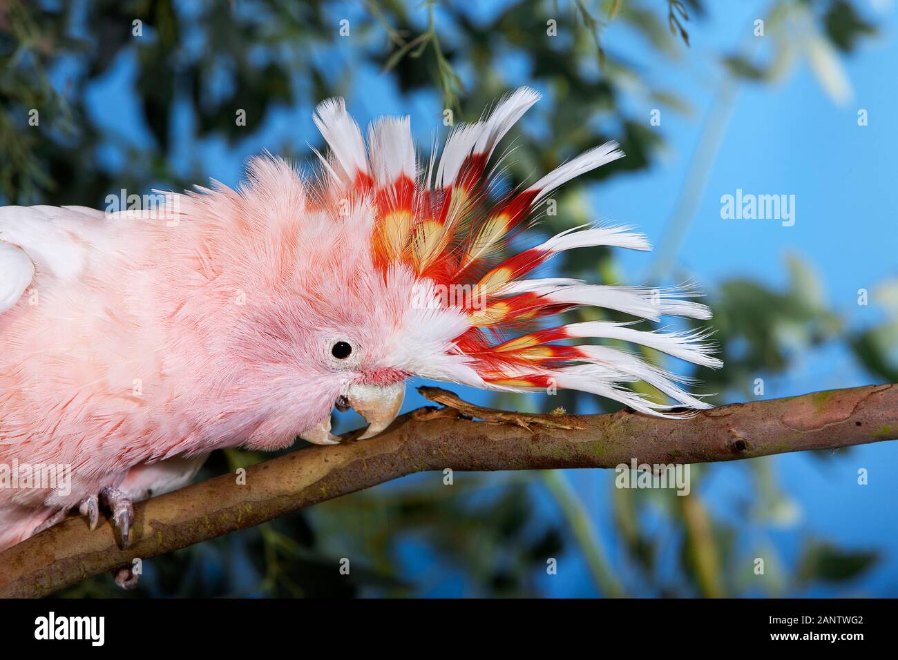 PINK COCKATOO OR MAJOR MITCHELL'S COCKATOO cacatua leadbeateri, ADULT ...