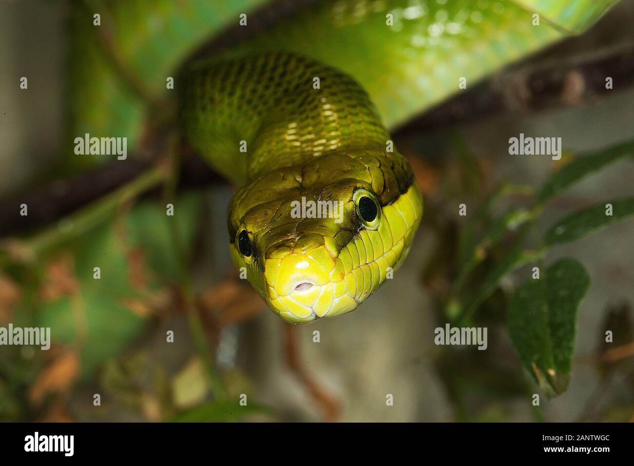 Red tailed green rat snake hi-res stock photography and images - Alamy