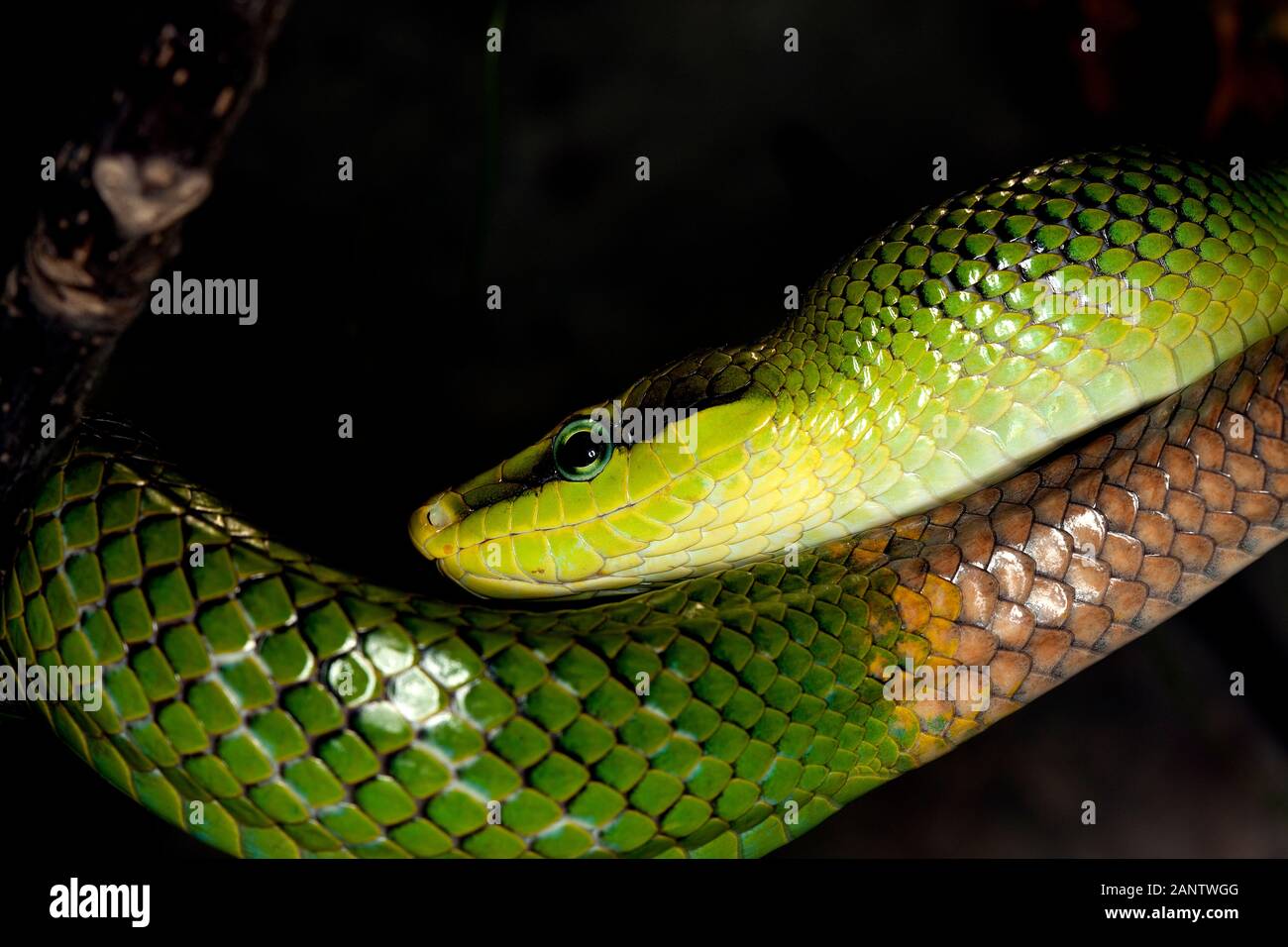 RED-TAILED GREEN RAT SNAKE gonyosoma oxycephala, ADULT Stock Photo - Alamy