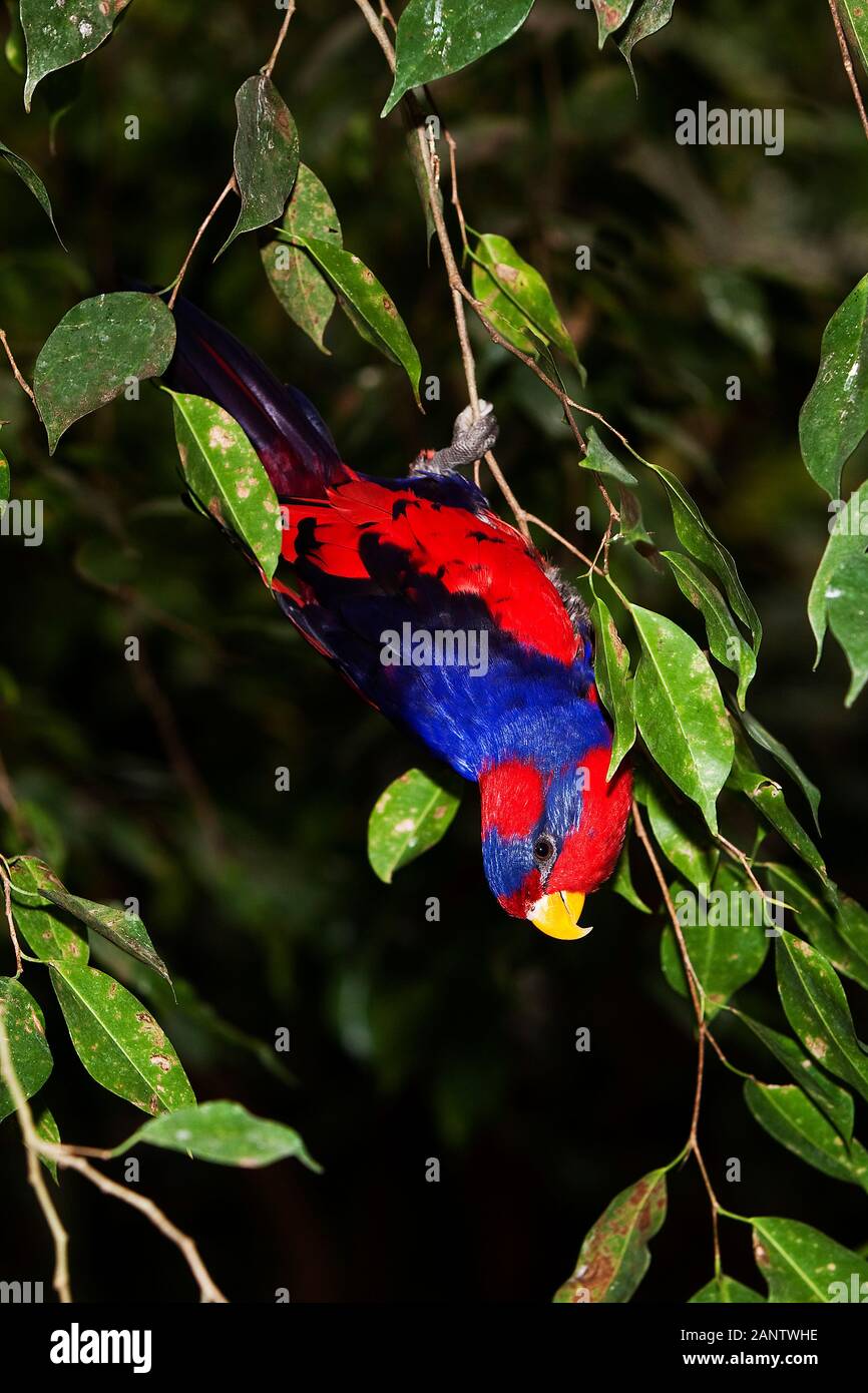 RED-AND-BLUE LORY eos histrio, ADULT HANGING FROM BRANCH Stock Photo ...
