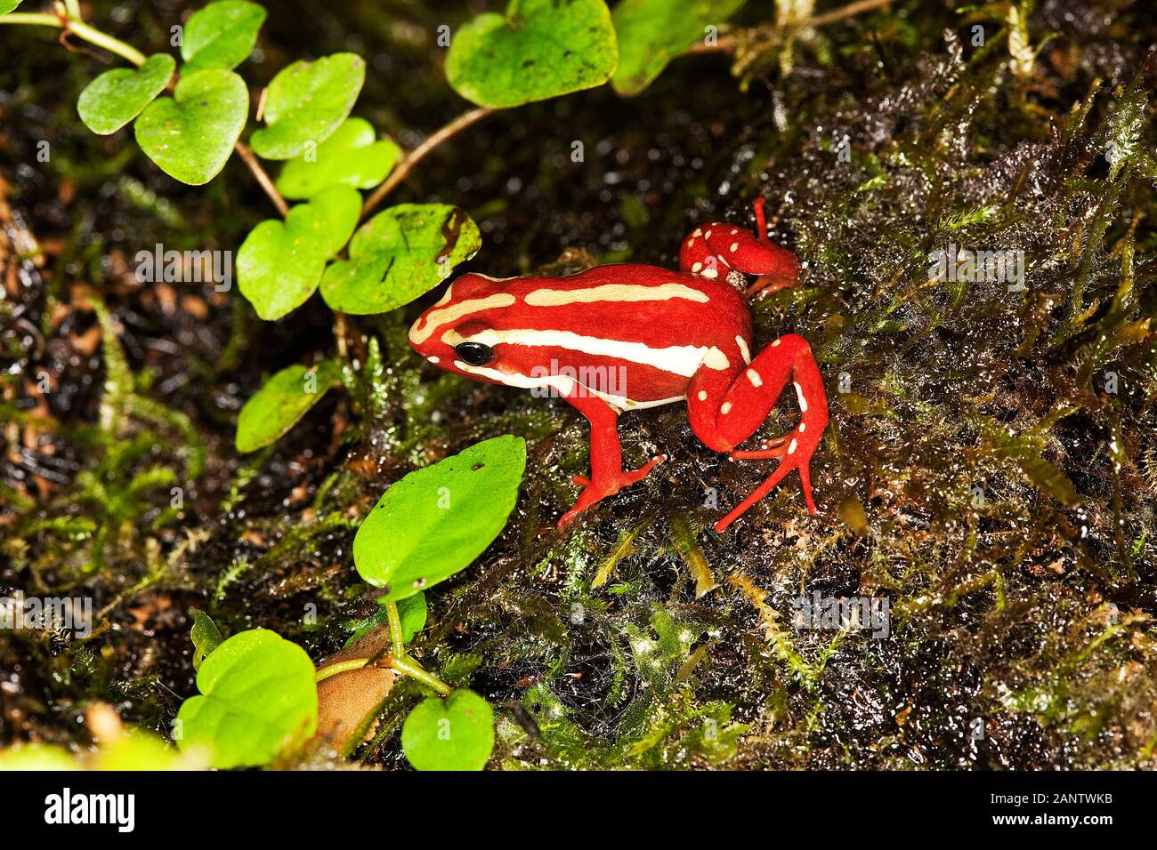 Phantasmal poison frog hi-res stock photography and images - Alamy