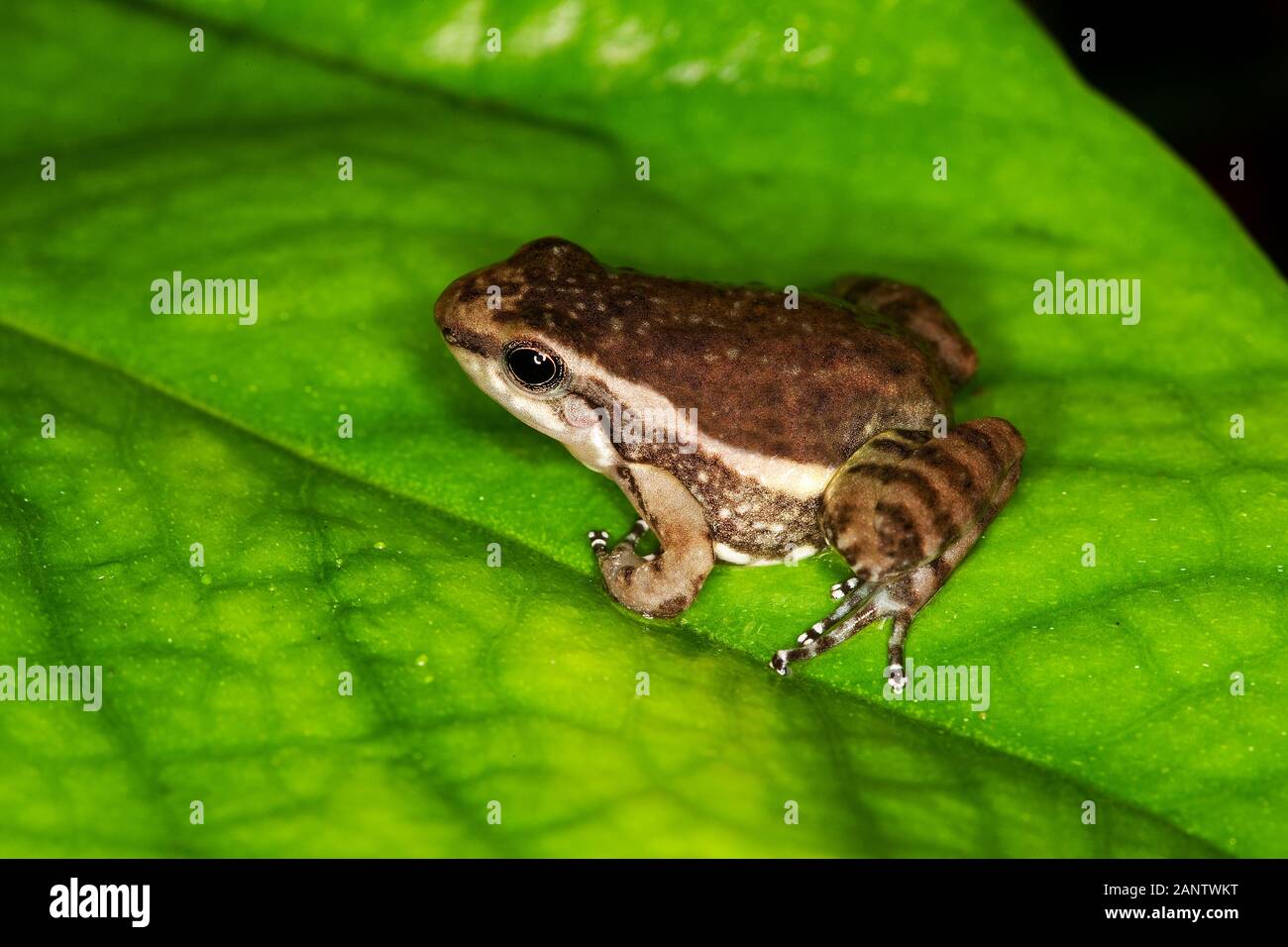 POISON DART FROG colostethus infraguttatus, ADULT STANDING ON LEAF ...