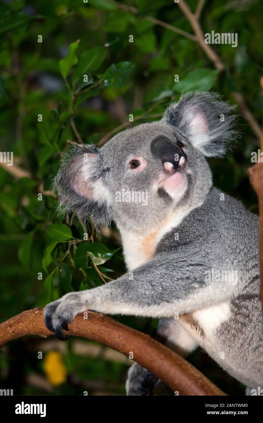 Adult Male Koala High Resolution Stock Photography and Images - Alamy