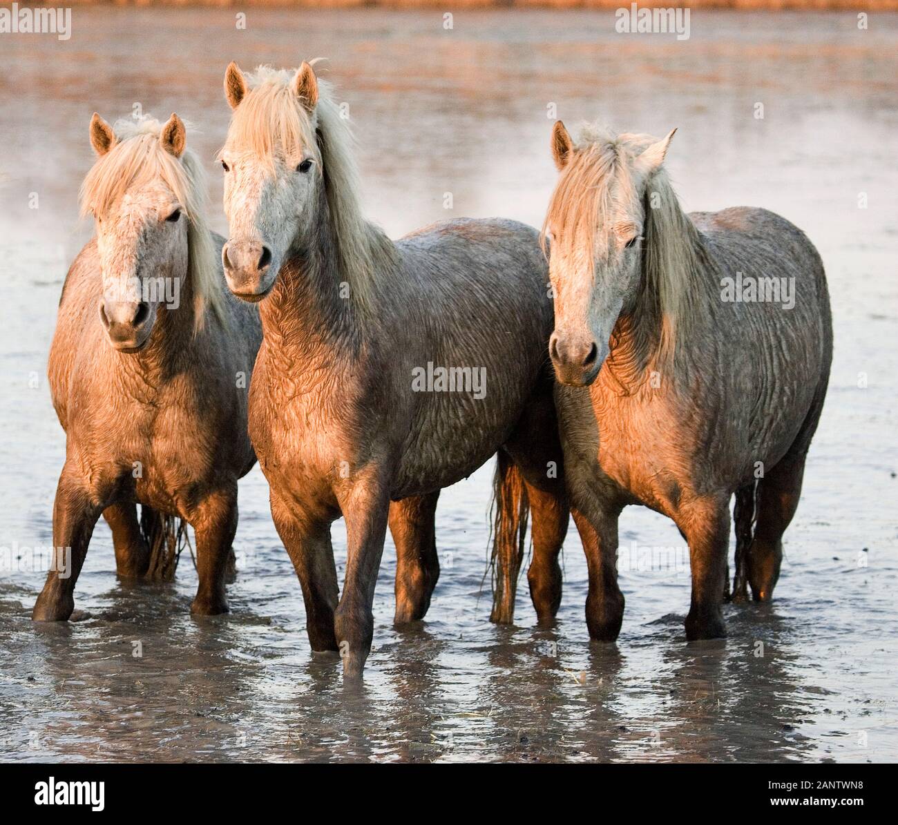 CAMARGUE HORSE, HERD STANDING IN SWAMP, SAINTES MARIE DE LA MER IN ...