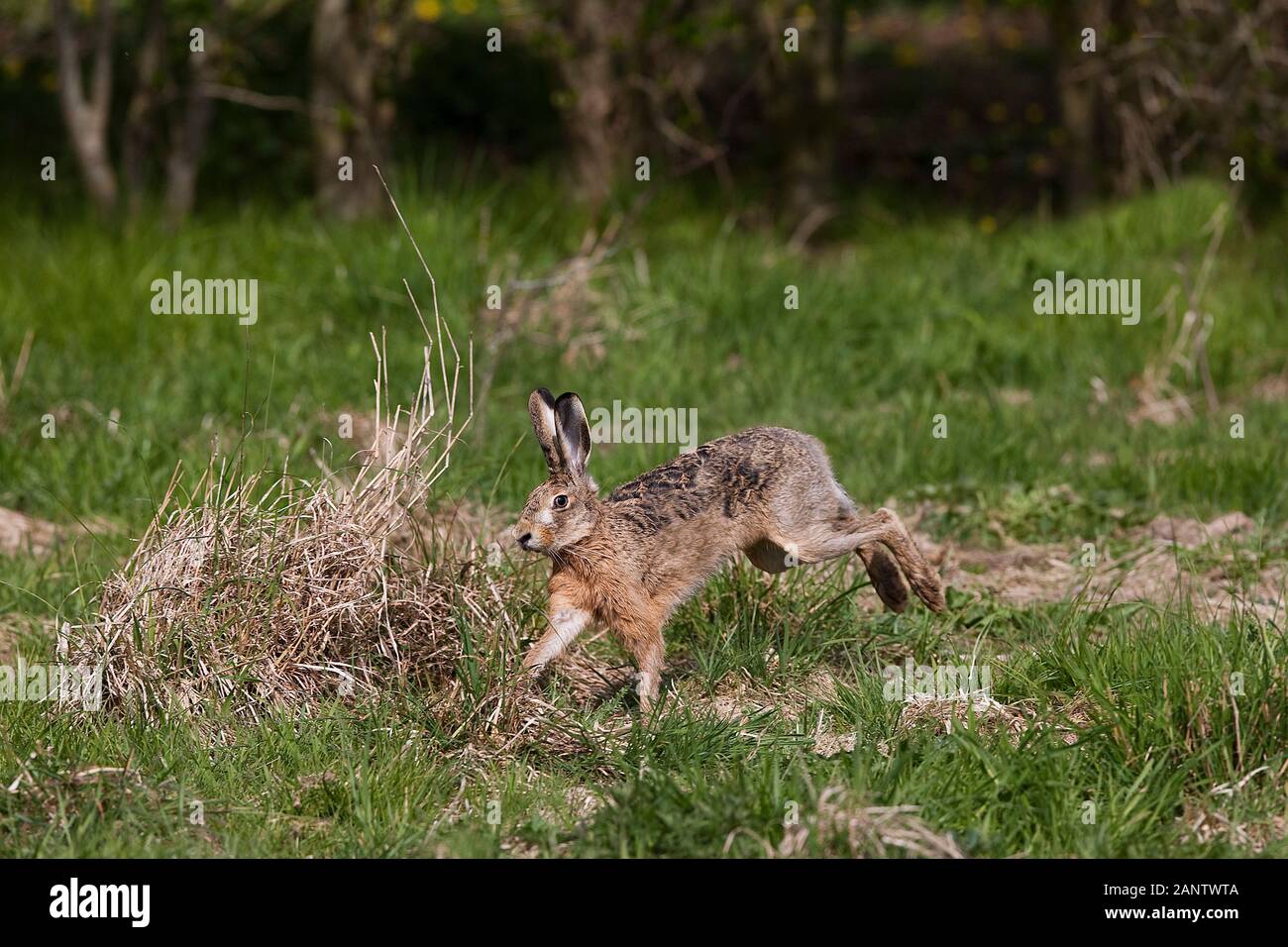European Brown Hare, lepus europaeus, Adult running on Grass, Normandy ...