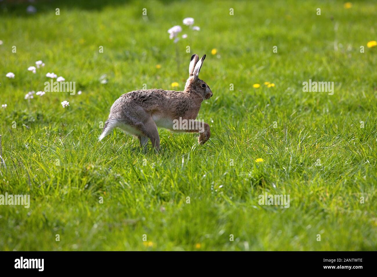 European Brown Hare, lepus europaeus, Adult running on Grass, Normandy ...