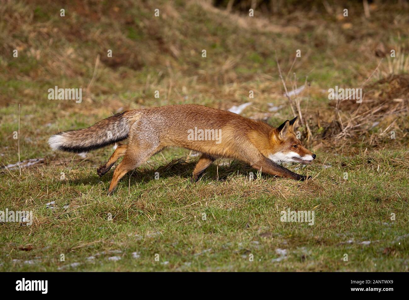Red fox vulpes female standing hi-res stock photography and images - Alamy