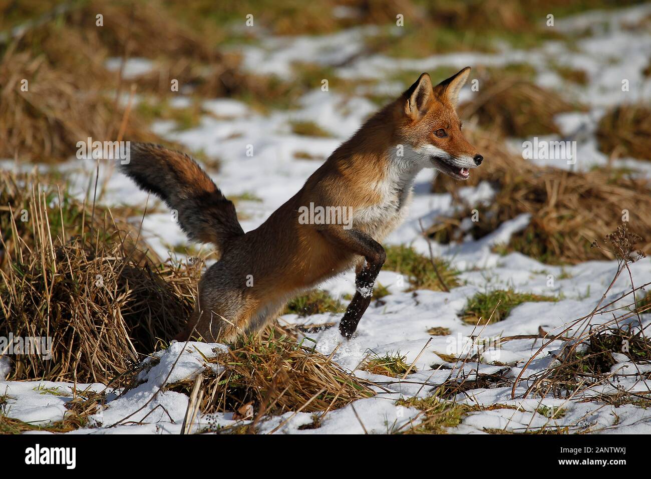 RED FOX vulpes vulpes, FEMALE TRYING TO CATCH A PREY, NORMANDY IN ...