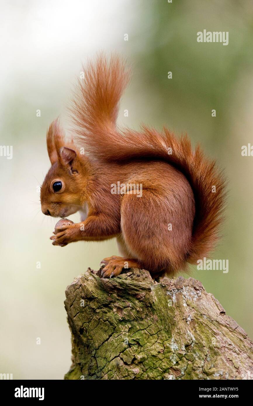 RED SQUIRREL sciurus vulgaris, ADULT EATING HAZELNUT, NORMANDY Stock ...