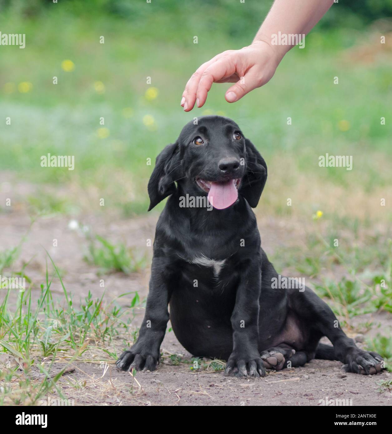 human hand is about to stroke a black puppy Stock Photo - Alamy