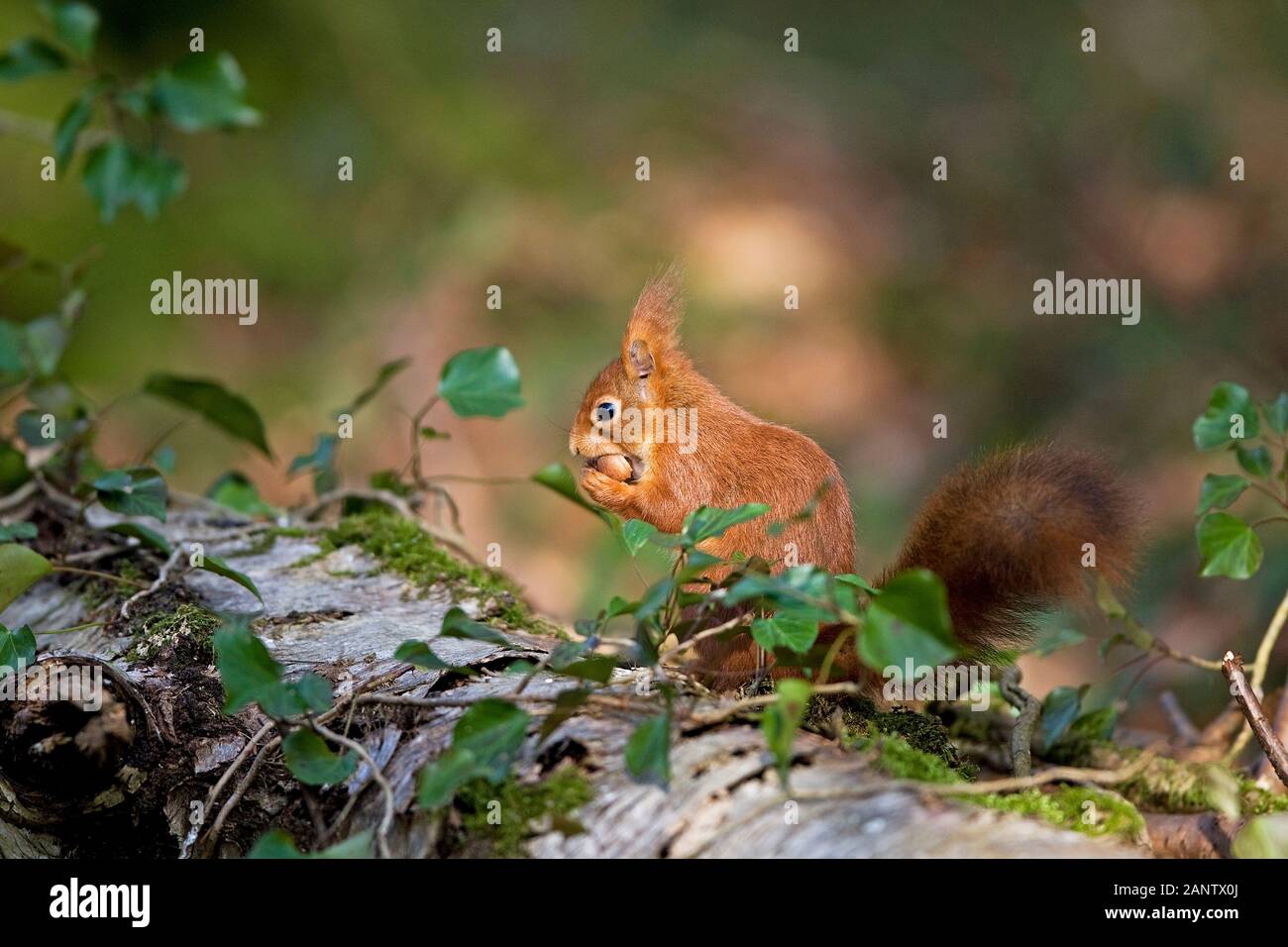 RED SQUIRREL sciurus vulgaris, ADULT EATING HAZELNUT, NORMANDY Stock ...