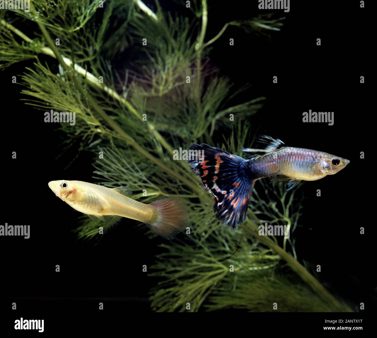 Male of guppy poecilia reticulata hi-res stock photography and images ...