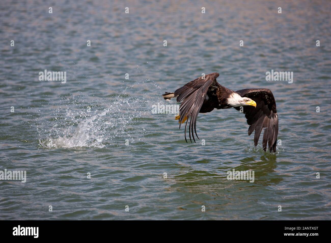 BALD EAGLE haliaeetus leucocephalus, JUVENILE IN FLIGHT, FISHING Stock ...