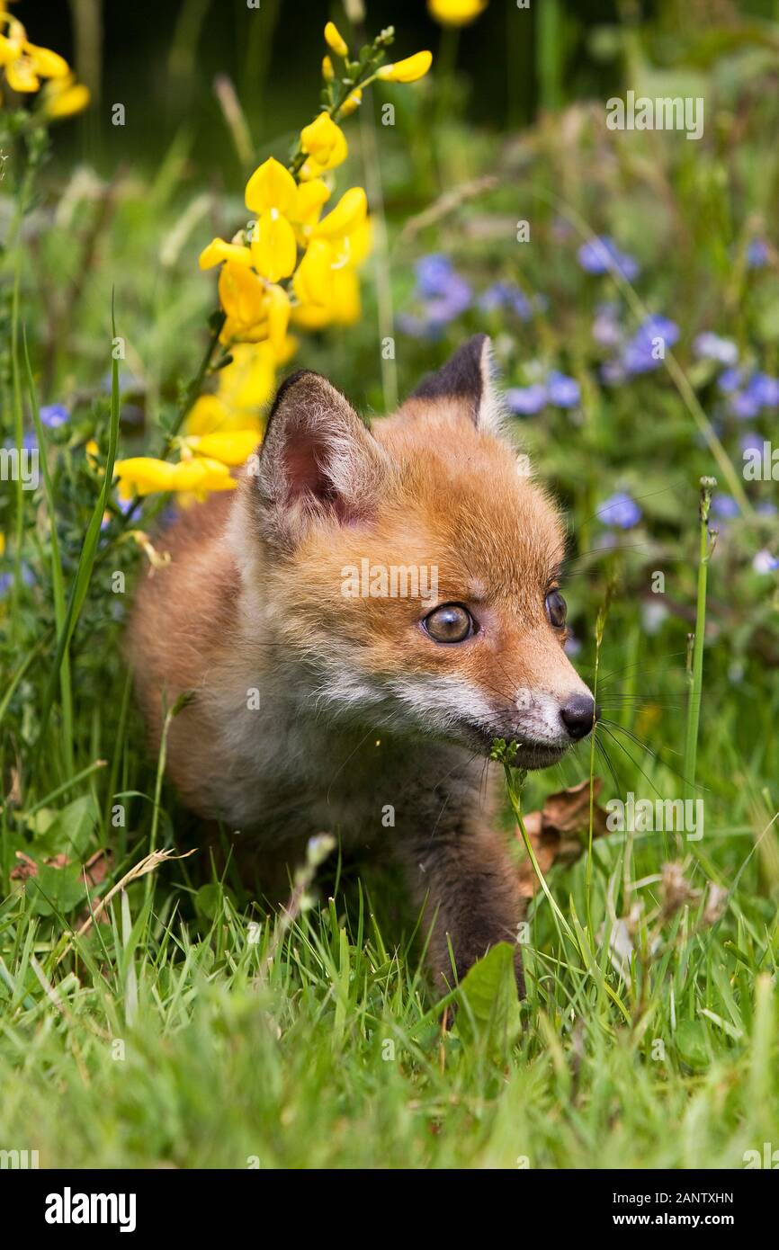 Red Fox Cub Flower High Resolution Stock Photography and Images - Alamy