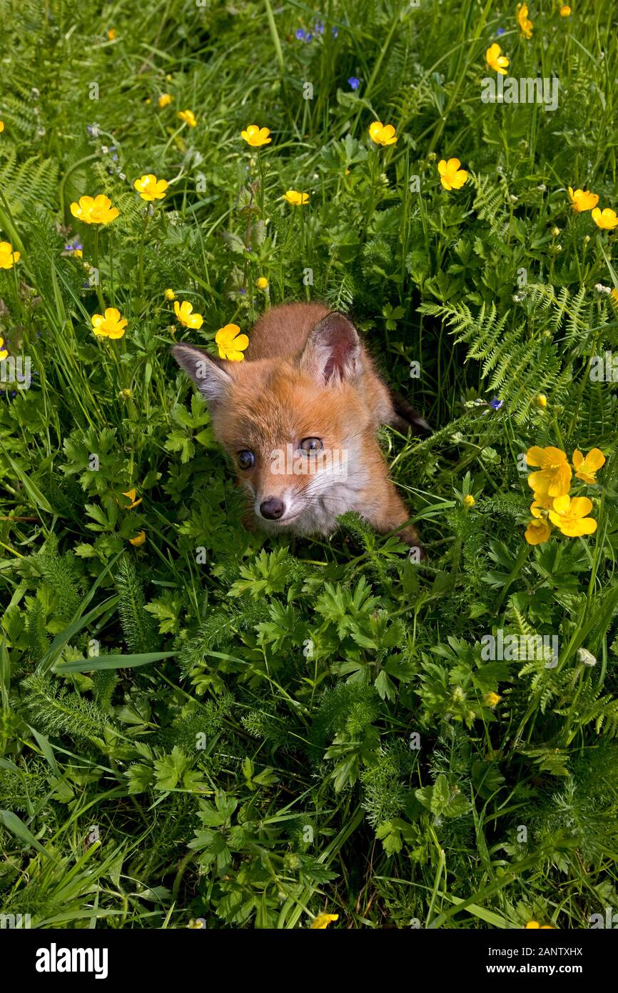 Red fox cub flower hi-res stock photography and images - Alamy