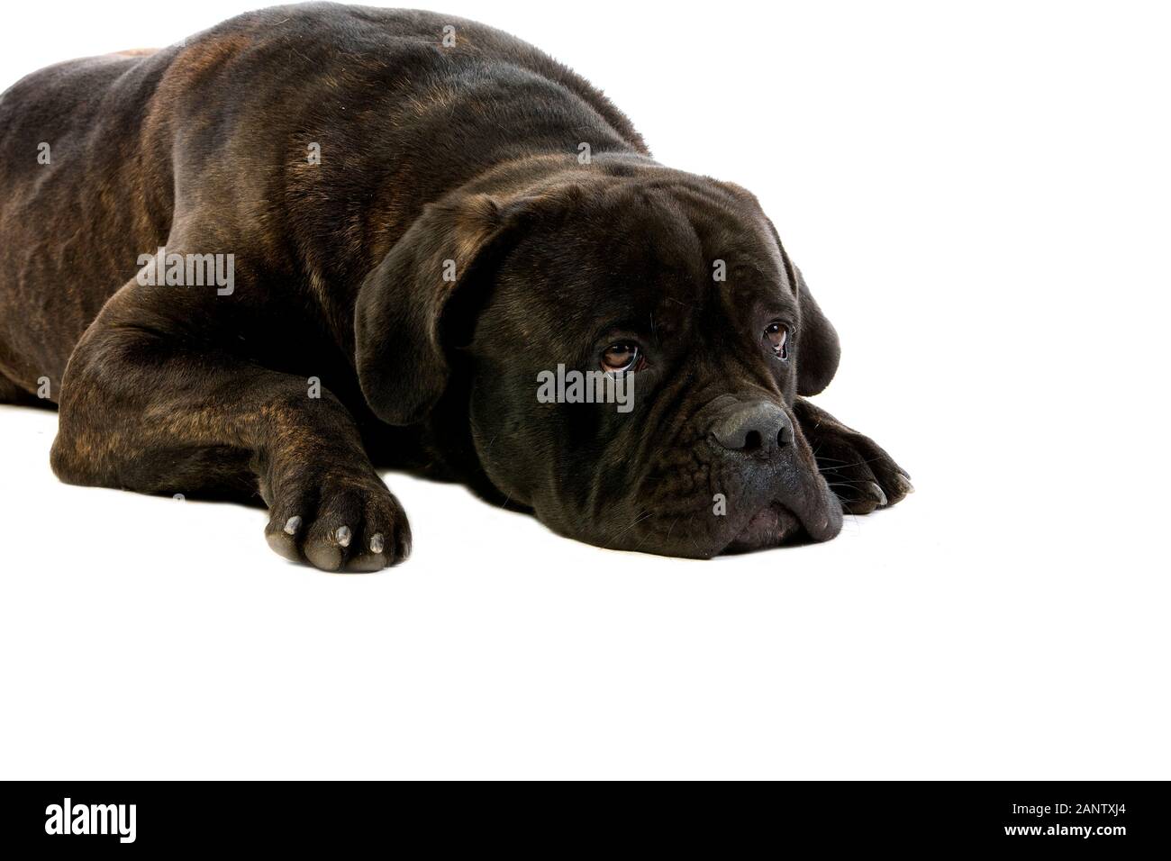 CANE CORSO, A DOG BREED FROM ITALY, ADULT AGAINST WHITE BACKGROUND ...