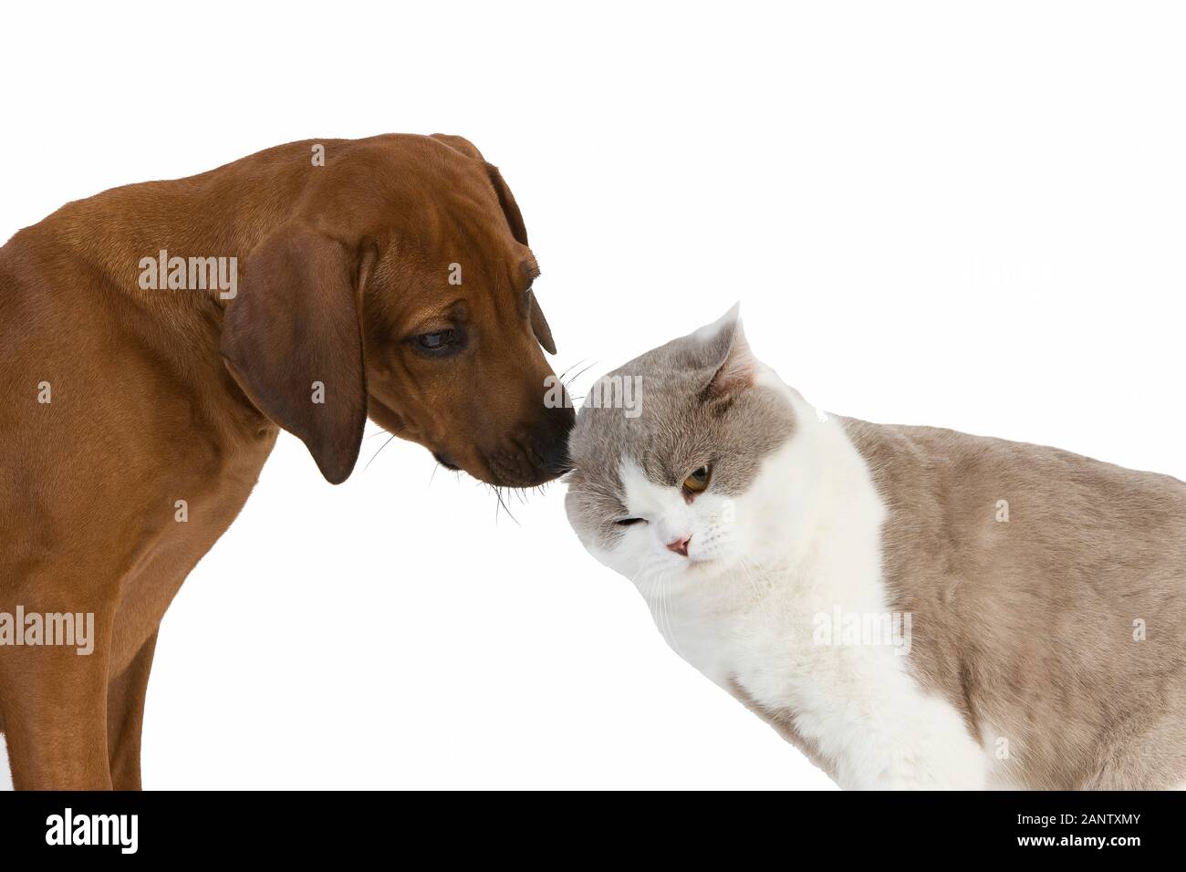 MALE LILAC AND WHITE BRITISH SHORTHAIR DOMESTIC CAT WITH A RHODESIAN ...