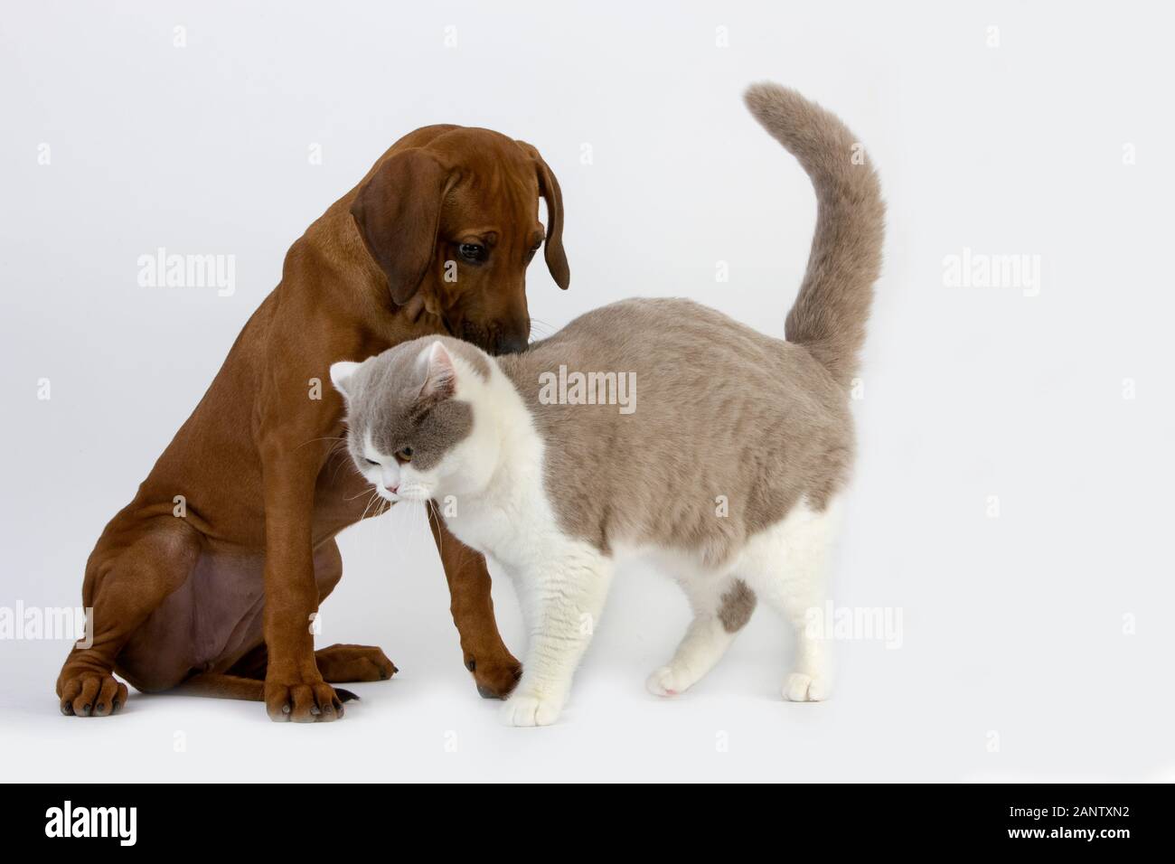 MALE LILAC AND WHITE BRITISH SHORTHAIR DOMESTIC CAT WITH A RHODESIAN ...