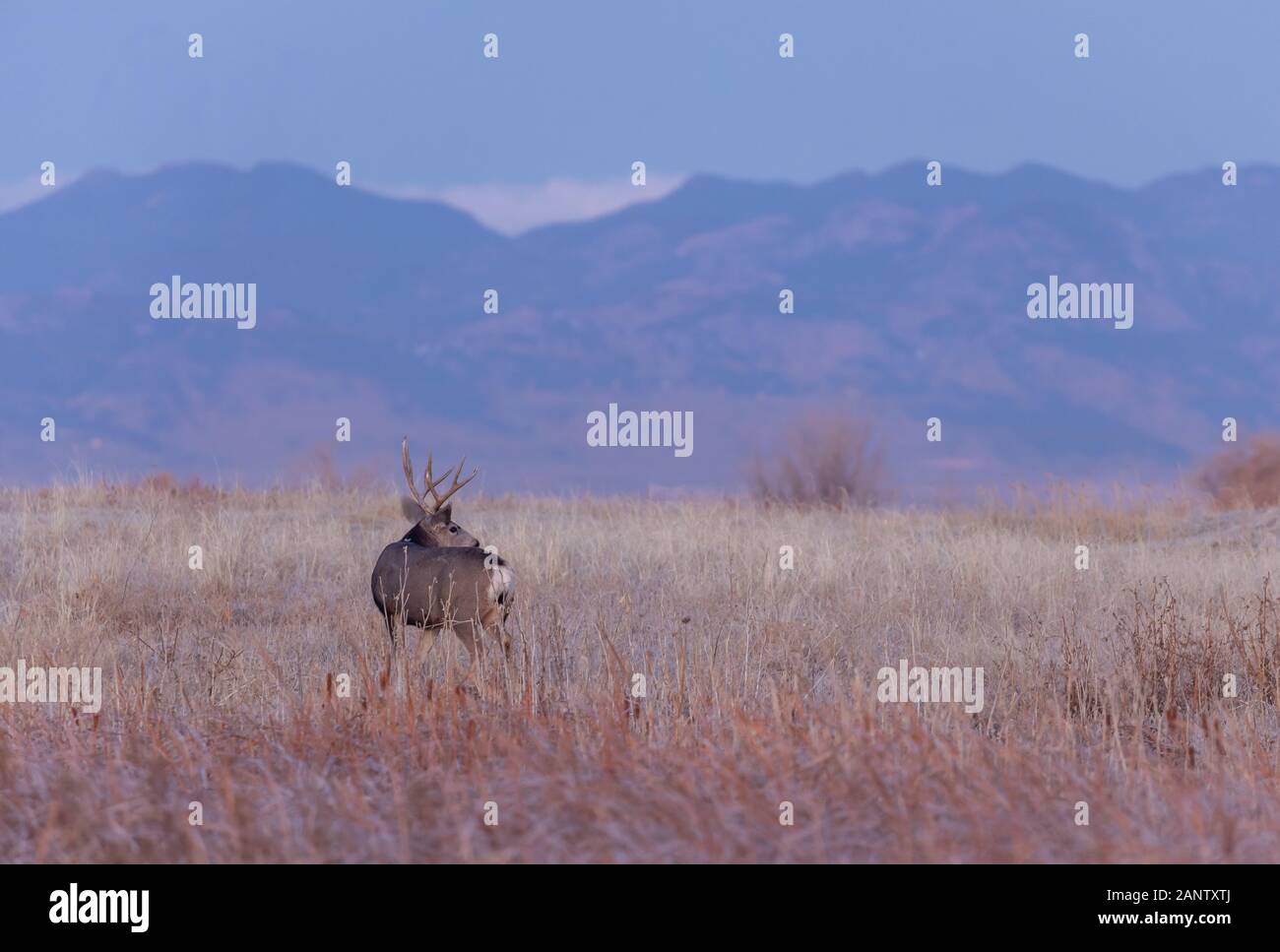 Mule deer Buck in the Fall Rut Stock Photo - Alamy