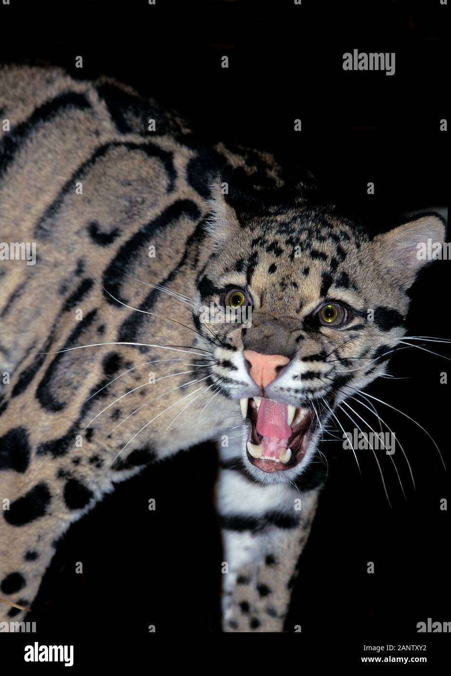 Neofelis nebulosa mouth hi-res stock photography and images - Alamy