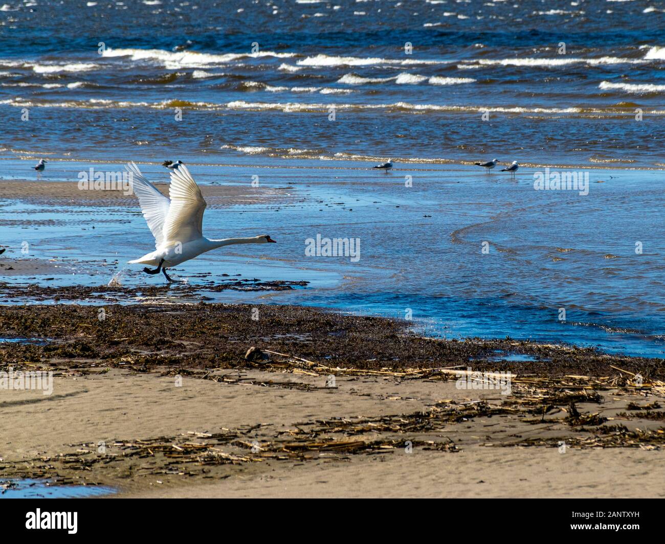 landscape with rocky seashore, white swan walking on the beach Stock ...
