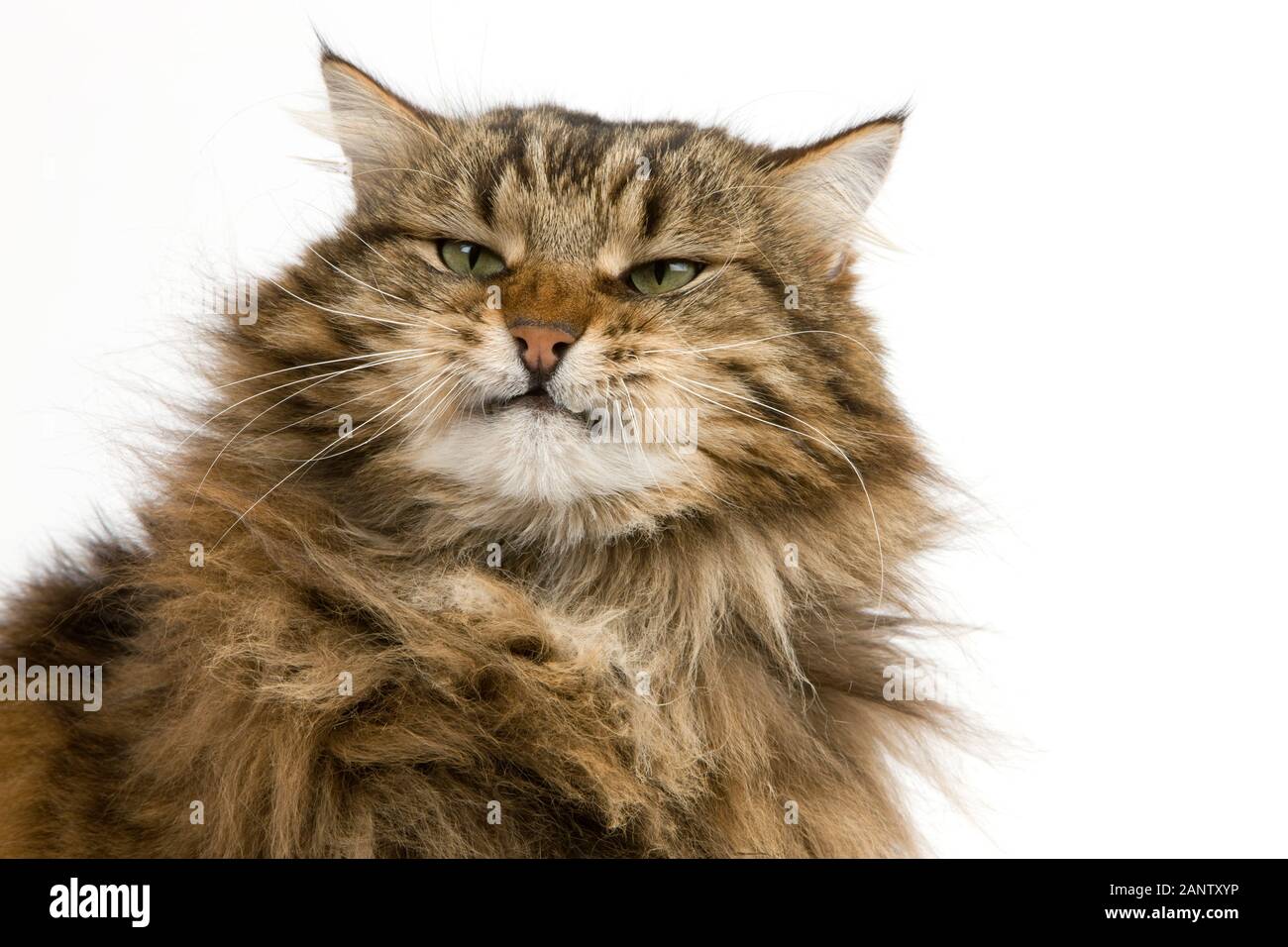 ANGORA DOMESTIC CAT, PORTRAIT OF MALE WITH FUNNY FACE Stock Photo - Alamy